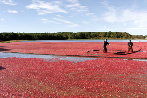 Competitive Grant Programs: Harwich Fund Grants - Cape Cod Foundation